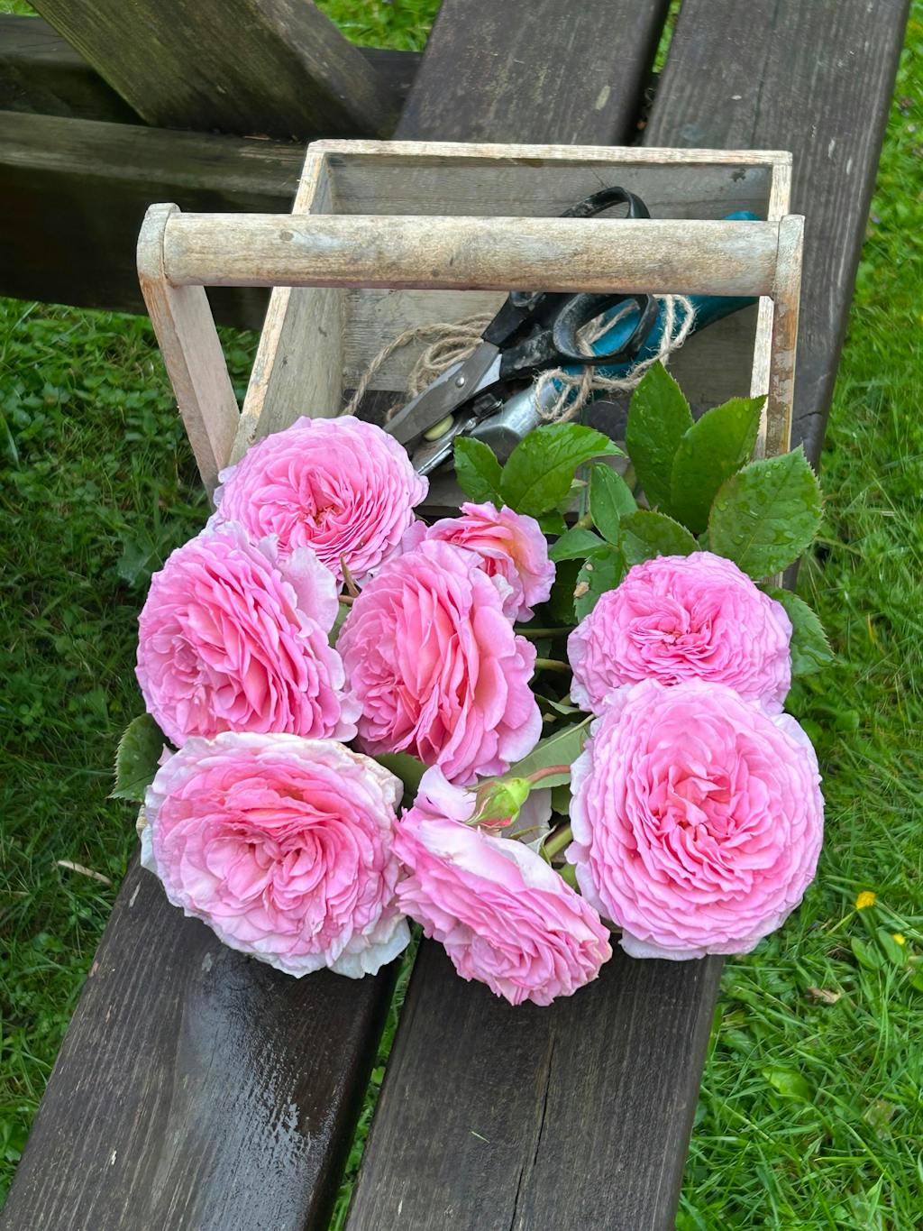 James Galway | English Climbing Rose | David Austin Roses