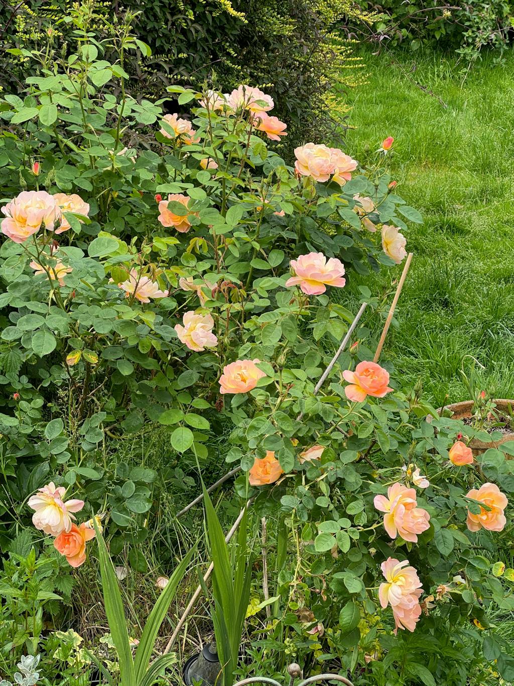 The Lark Ascending | English Shrub Rose | David Austin Roses