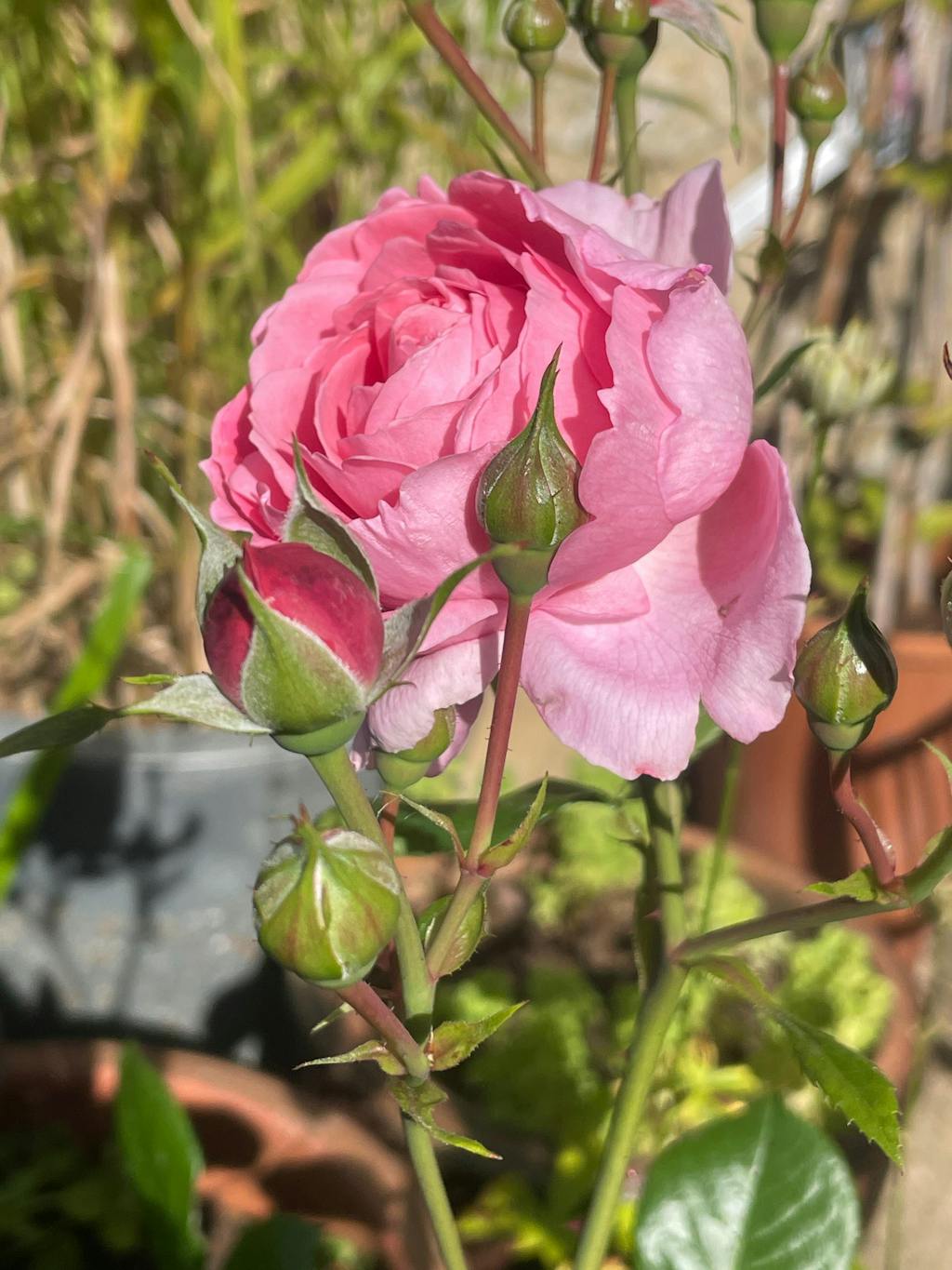 Penelope Lively | English Shrub Rose | David Austin Roses