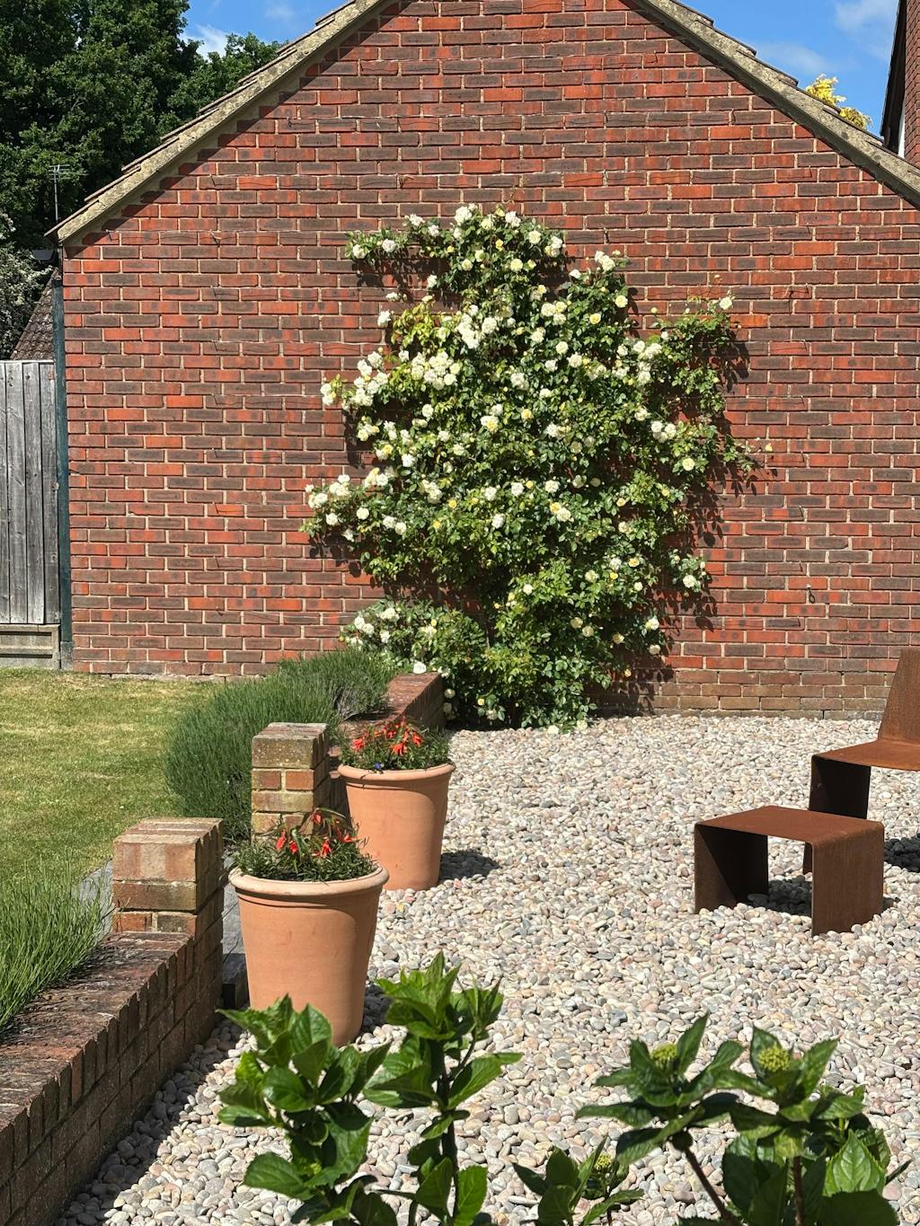 Malvern Hills (Auscanary) | English Rambling Rose | David Austin Roses