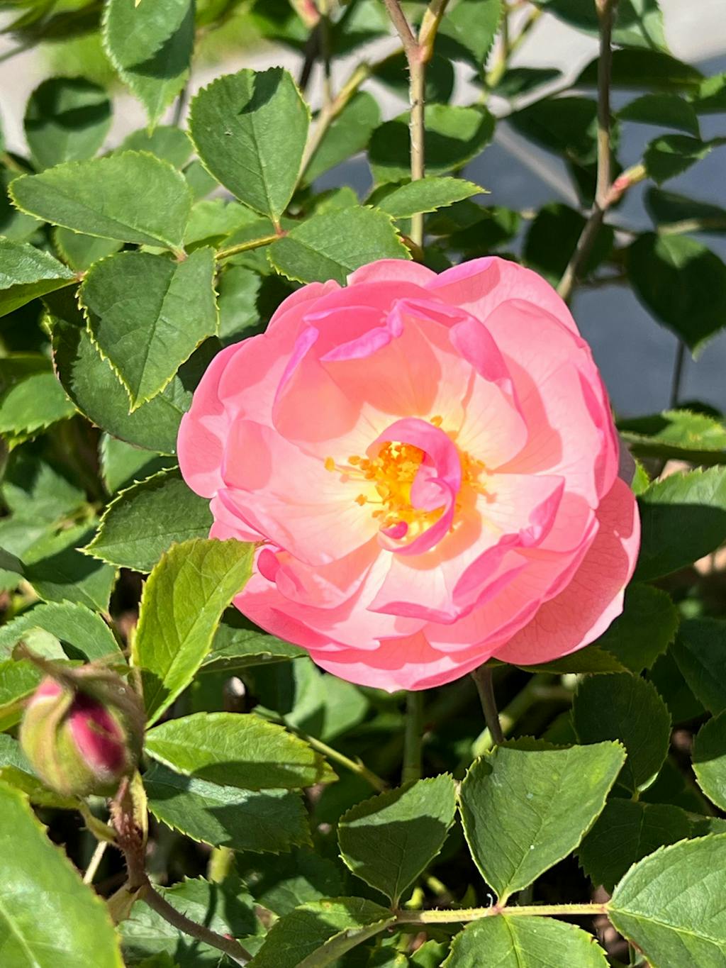 Scarborough Fair | English Shrub Rose | David Austin Roses