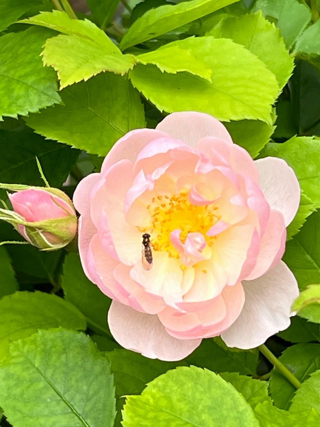 Scarborough Fair | English Shrub Rose | David Austin Roses