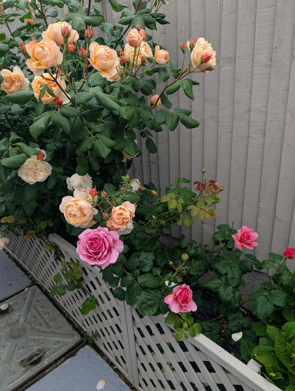 Princess Alexandra of Kent | English Shrub Rose | David Austin Roses