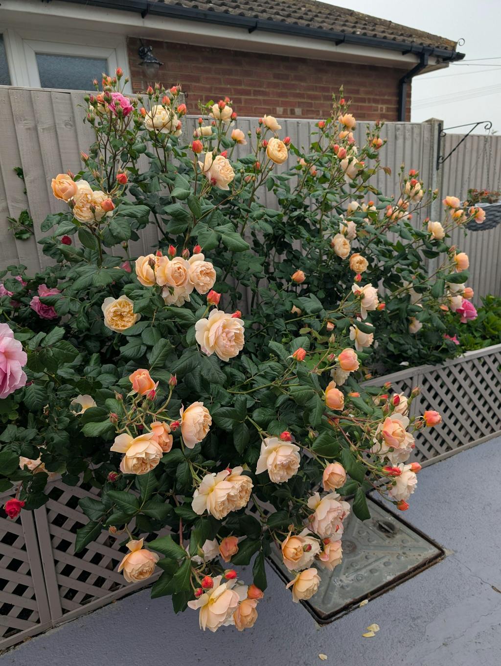 Roald Dahl | English Shrub Rose | David Austin Roses