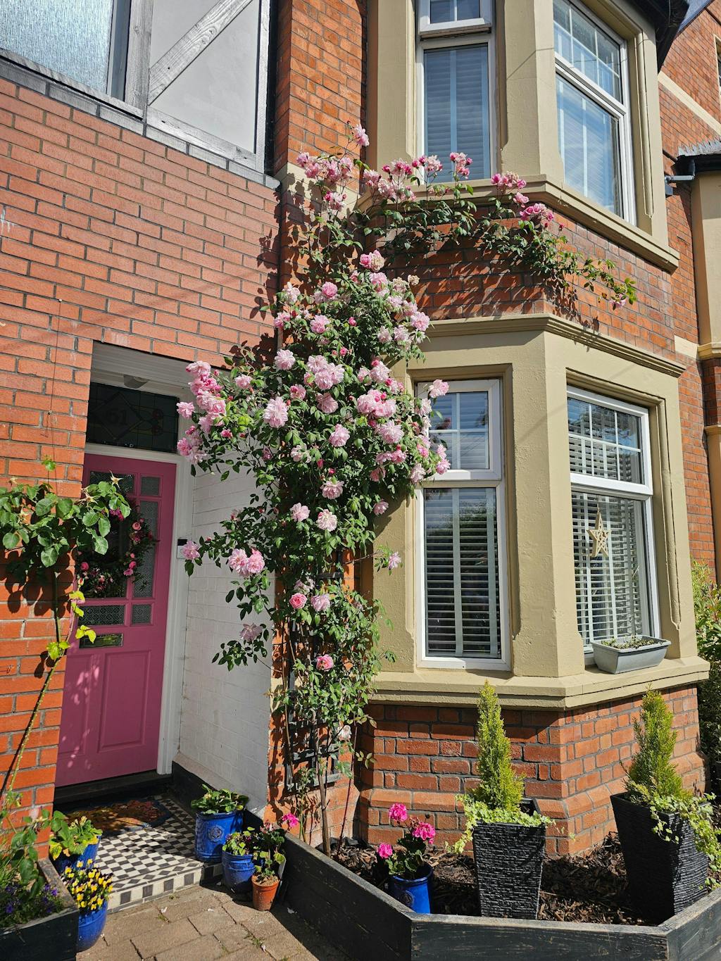 Mary Delany | English Climbing Rose | David Austin Roses