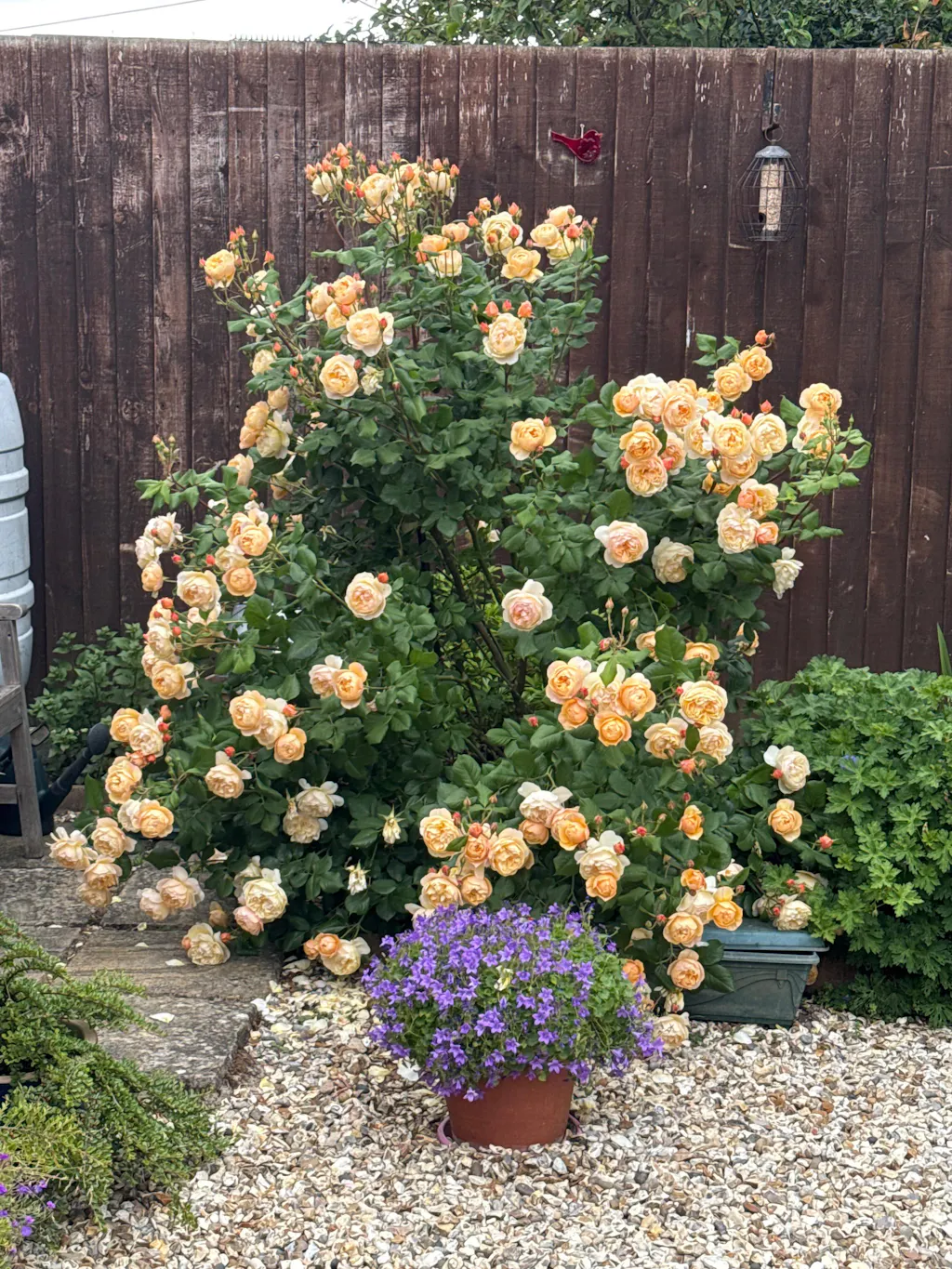 Roald Dahl | English Shrub Rose | David Austin Roses