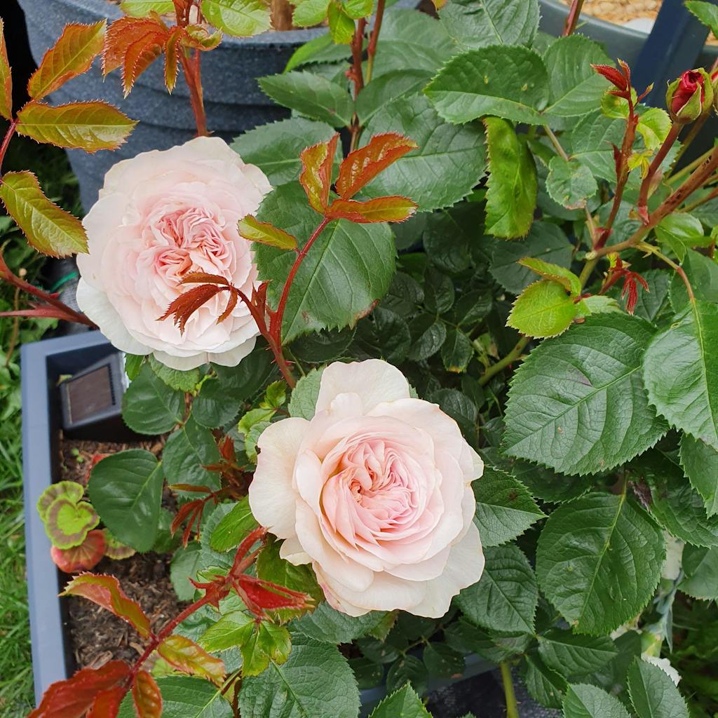 Emily Bronte | English Shrub Rose | David Austin Roses