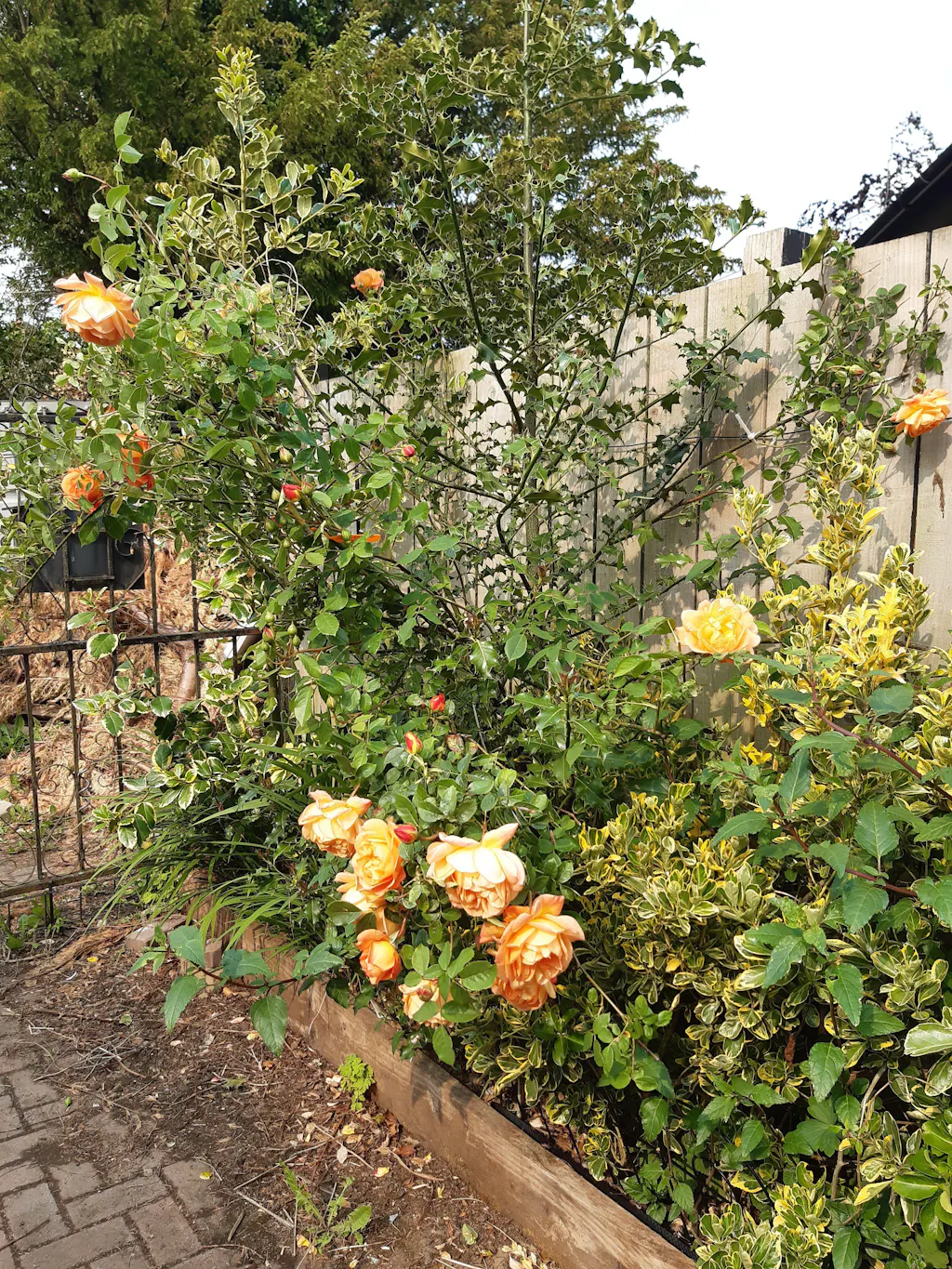 Lady of Shalott | English Shrub Rose | David Austin Roses