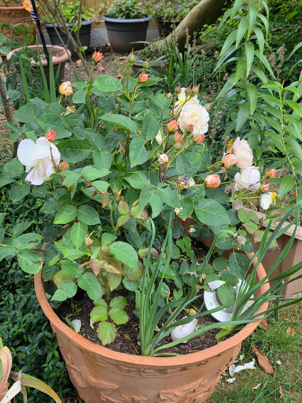 Dannahue | English Shrub Rose | David Austin Roses