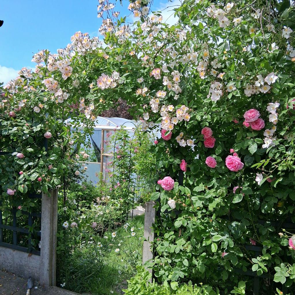 Francis E. Lester | Rambling Rose | David Austin Roses