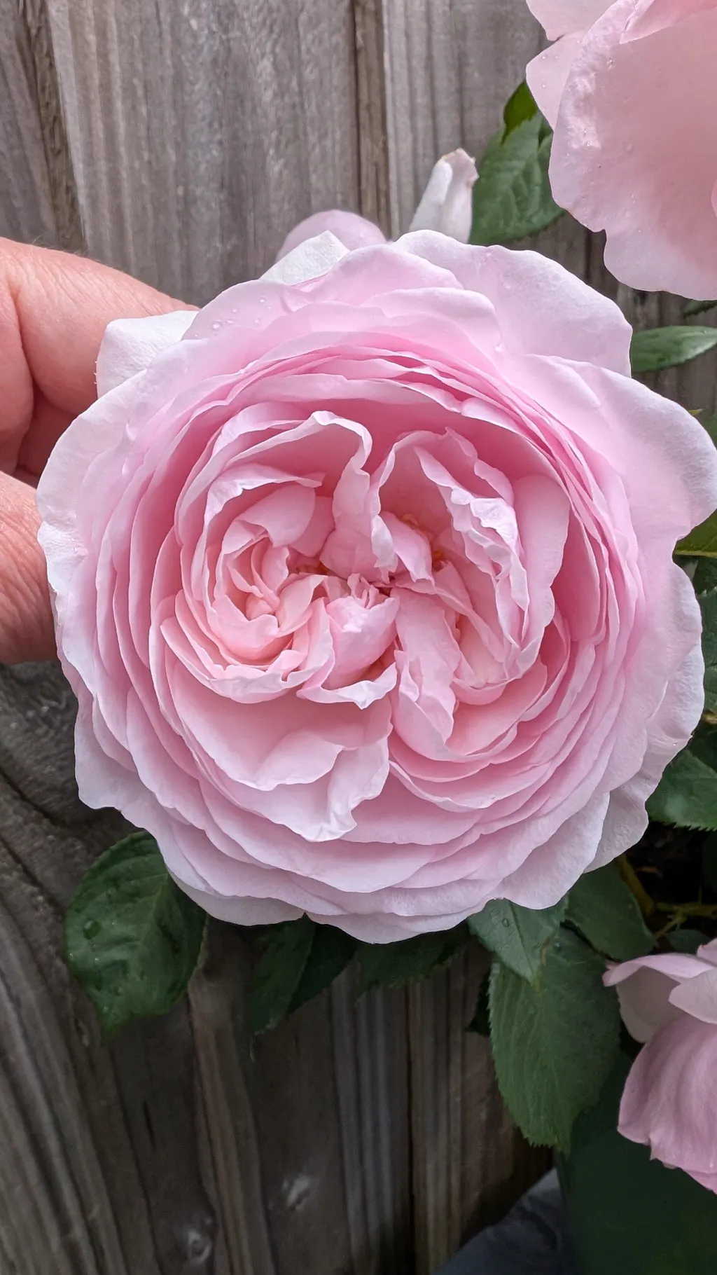 Olivia Rose Austin | English Shrub Rose | David Austin Roses