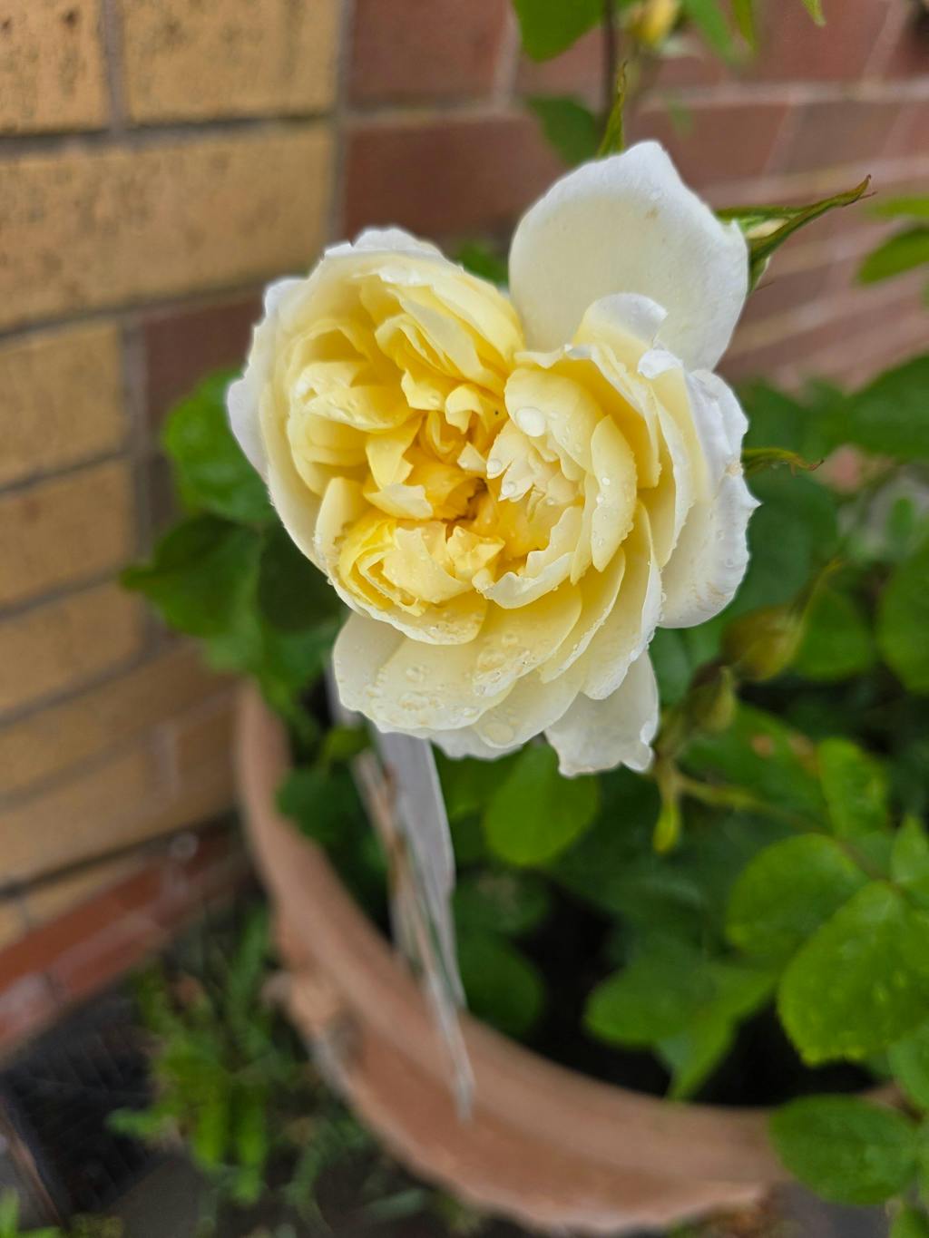 Imogen (Austritch) | English Shrub Rose | David Austin Roses
