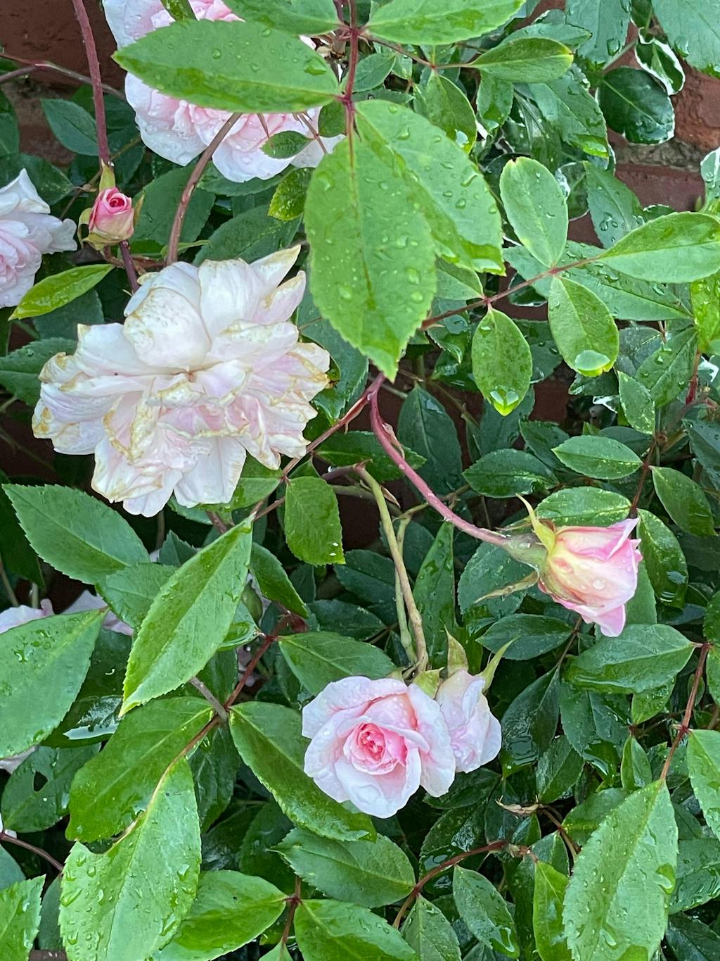 Cécile Brunner | Climbing Rose | David Austin Roses