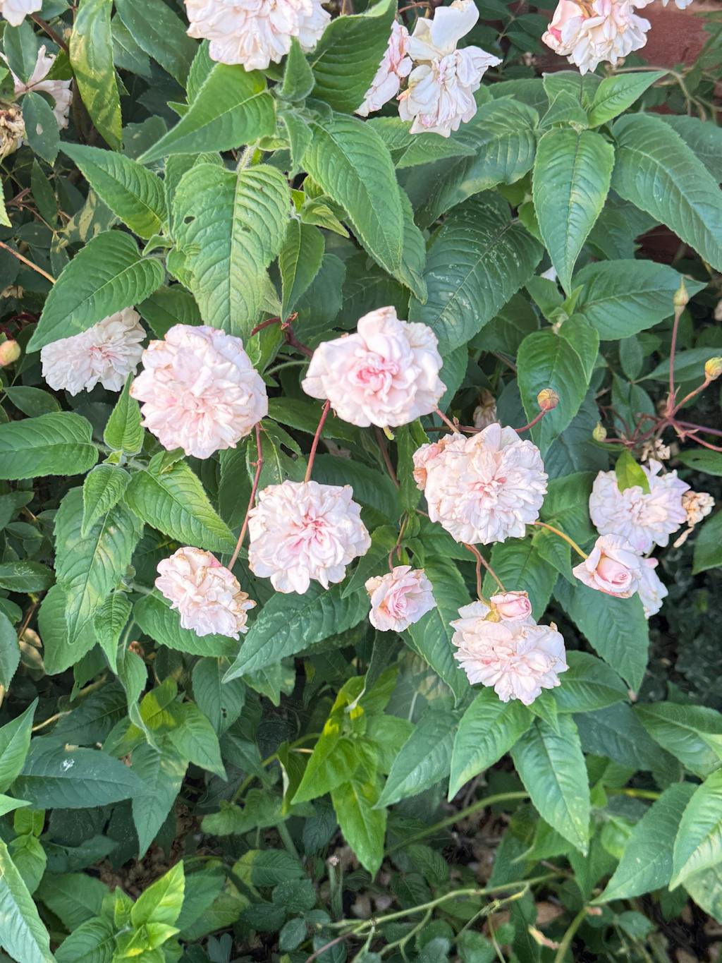 Cécile Brunner | Climbing Rose | David Austin Roses