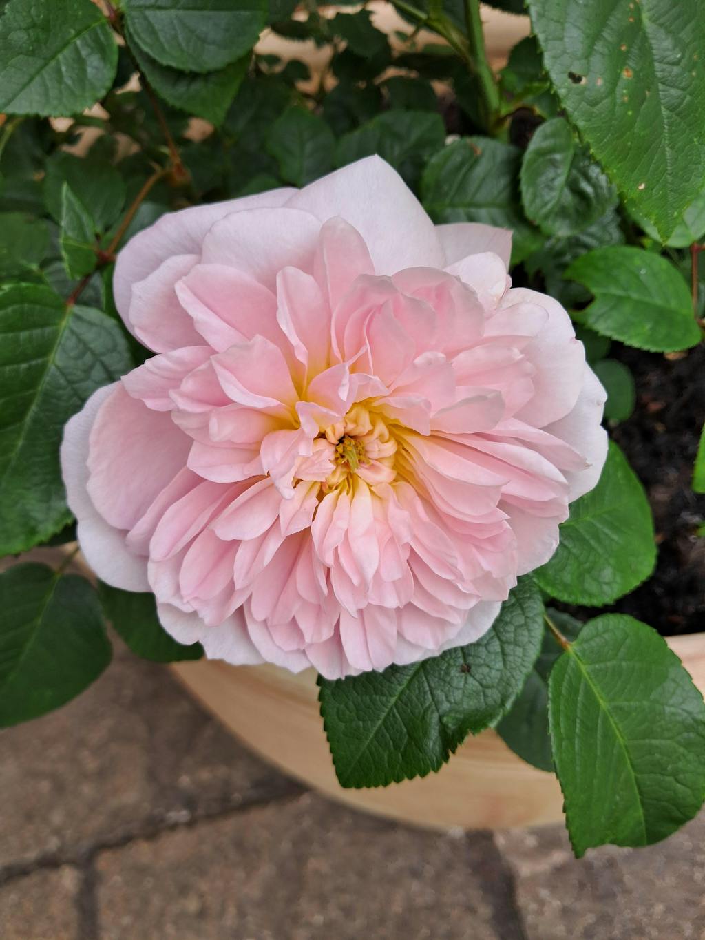 Elizabeth | English Shrub Rose | David Austin Roses