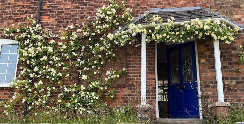 Malvern Hills (Auscanary) | English Rambling Rose | David Austin Roses