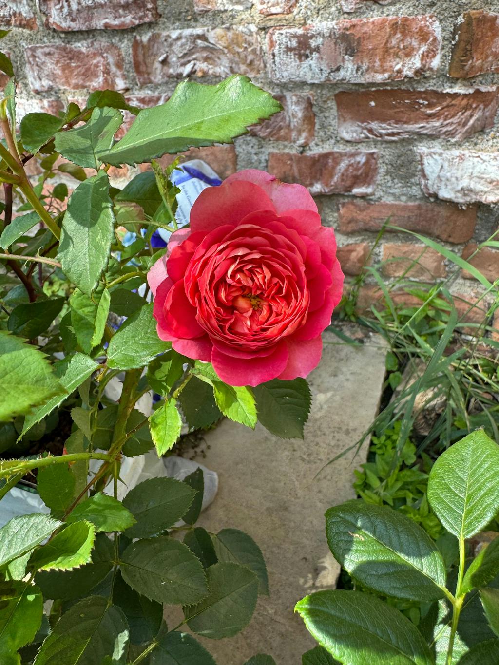 Emma Bridgewater | English Shrub Rose | David Austin Roses