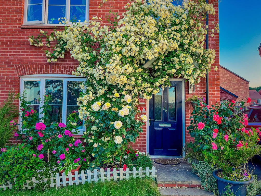 Malvern Hills (Auscanary) | English Rambling Rose | David Austin Roses