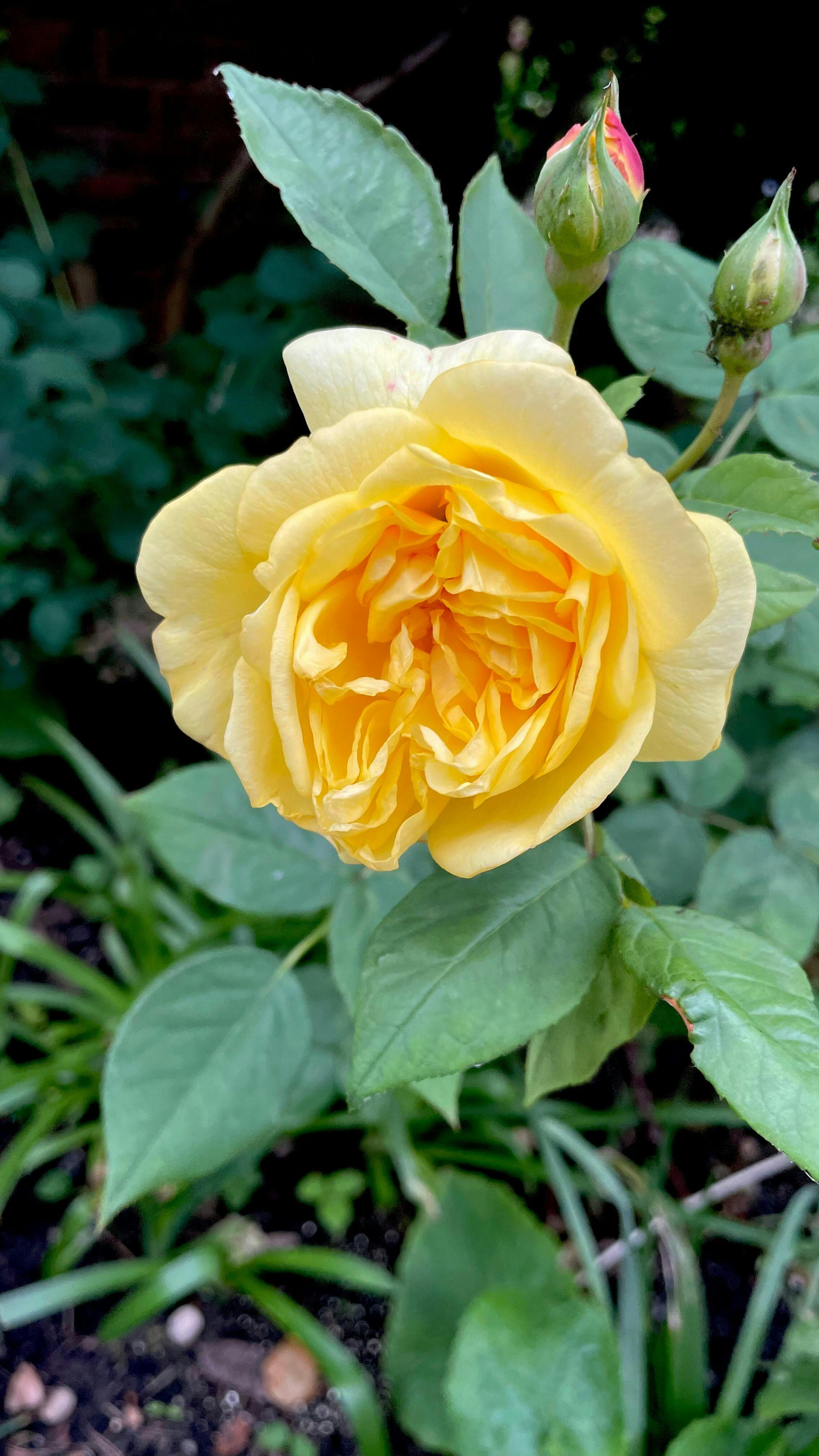 Bring Me Sunshine | English Shrub Rose | David Austin Roses