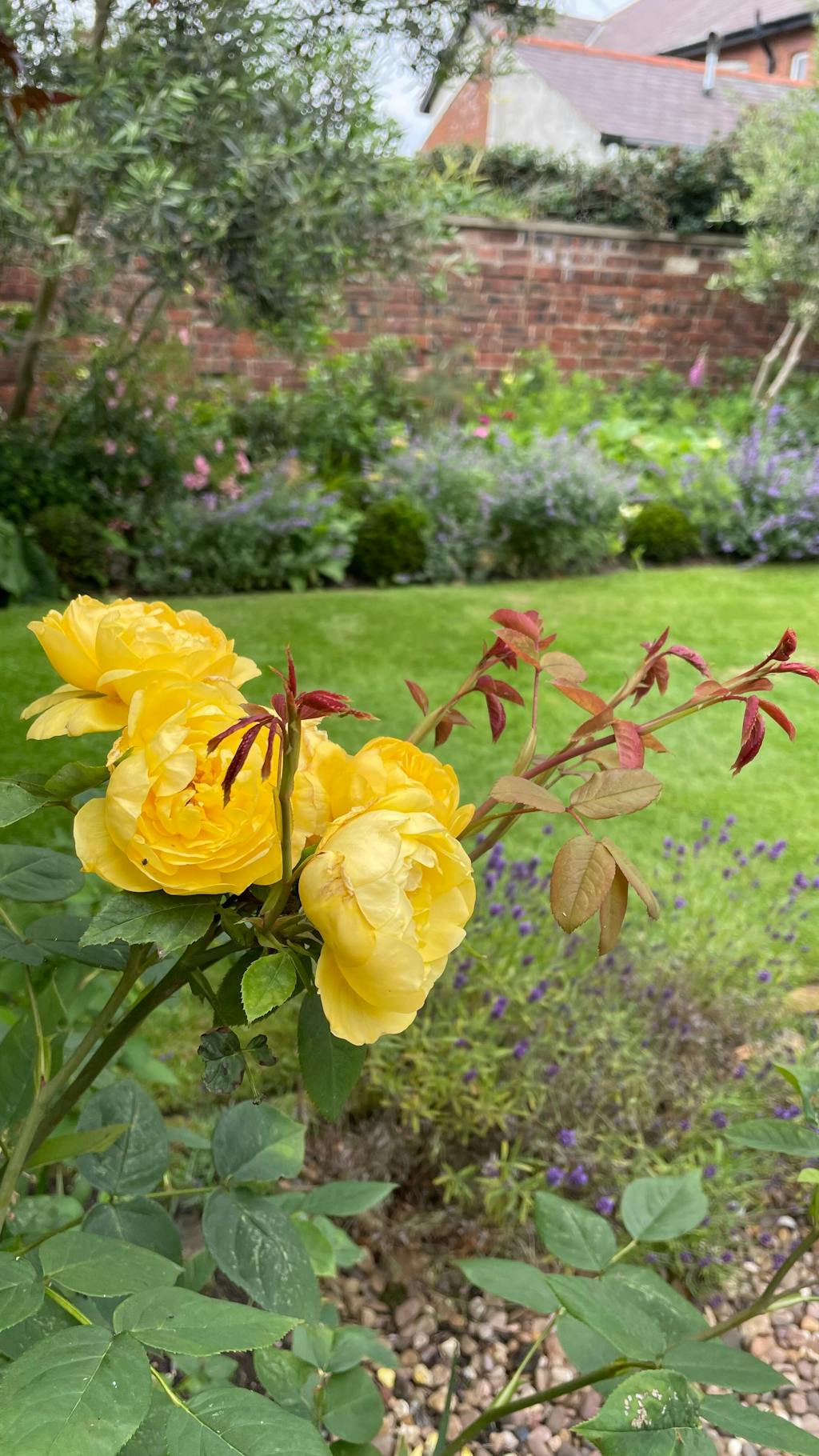 Bring Me Sunshine | English Shrub Rose | David Austin Roses
