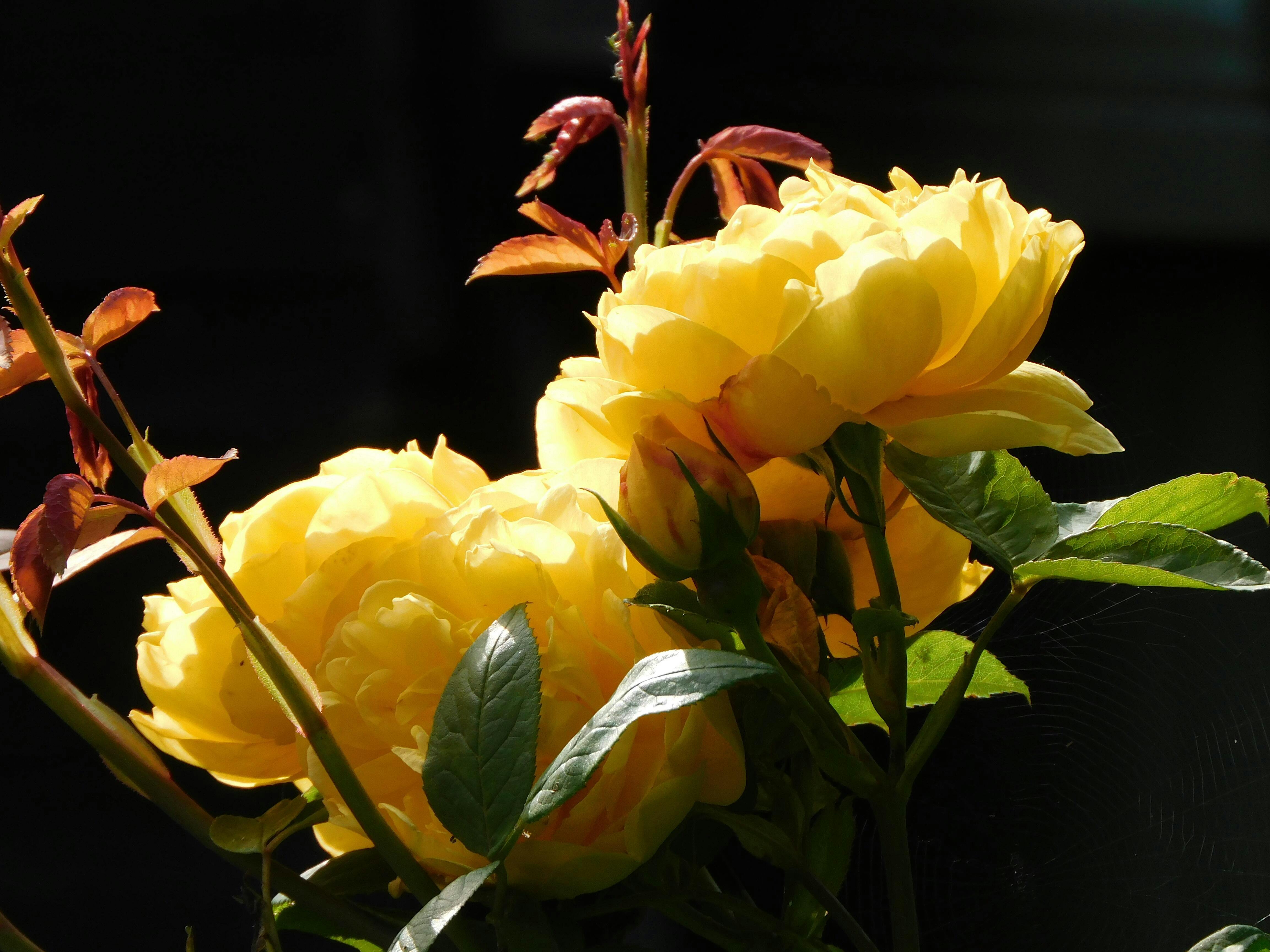 Bring Me Sunshine | English Shrub Rose | David Austin Roses