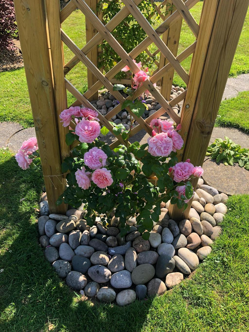 Strawberry Hill (Ausrimini) | English Climbing Rose | David Austin Roses