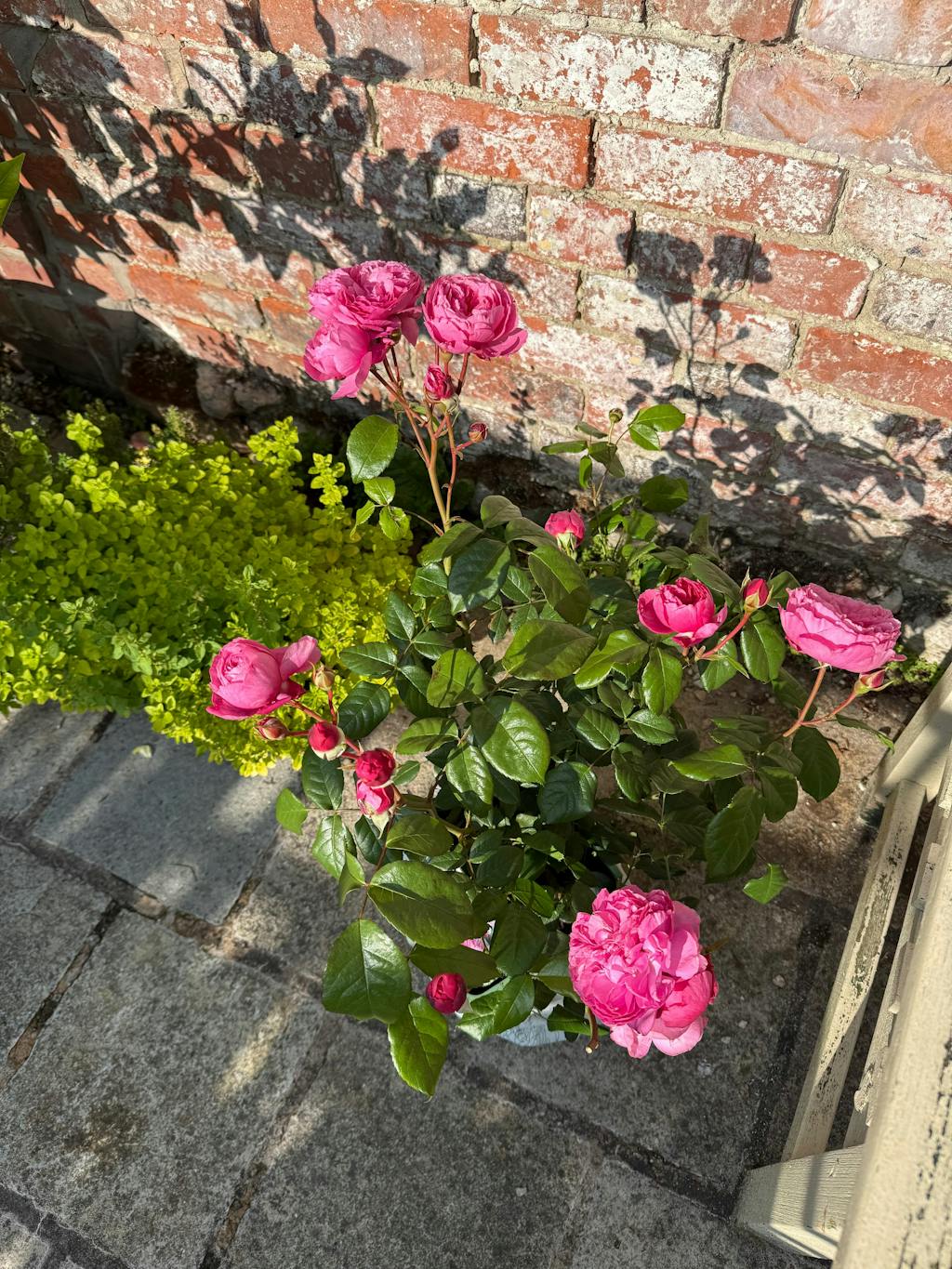 Penelope Lively | English Shrub Rose | David Austin Roses