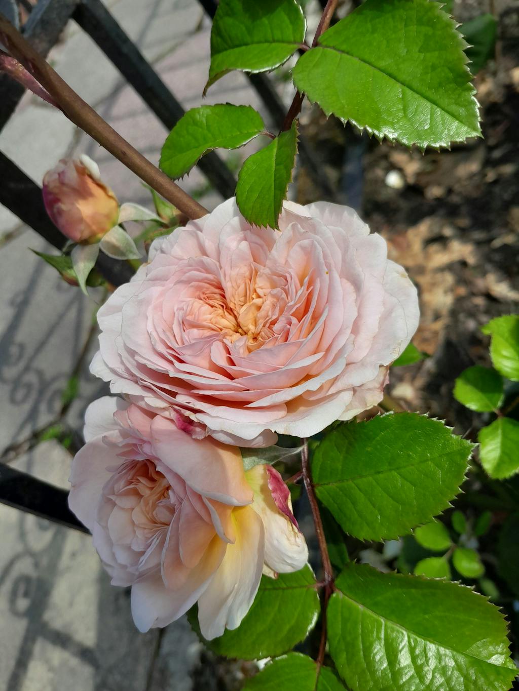 Emily Bronte | English Shrub Rose | David Austin Roses