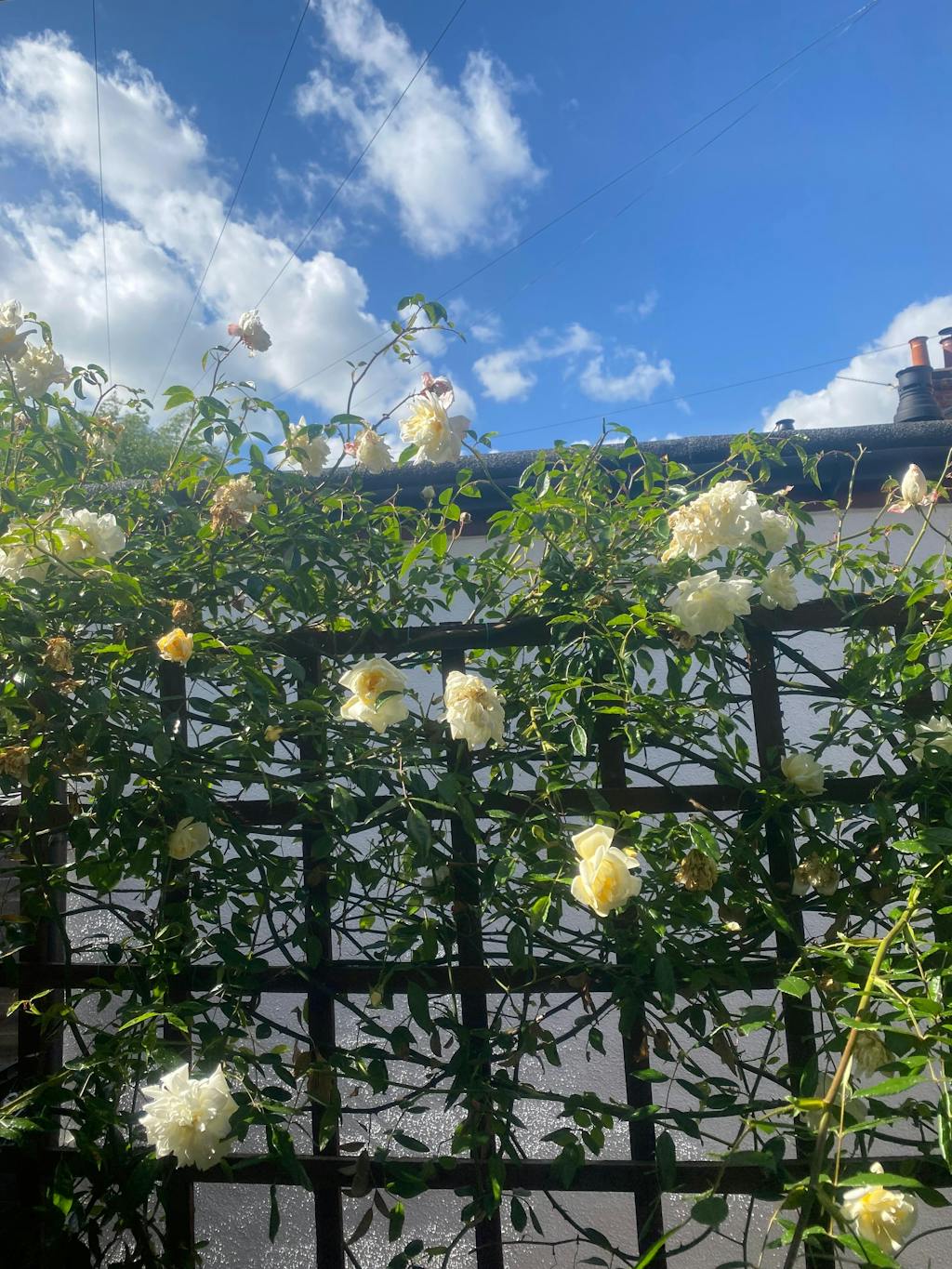 Albéric Barbier | Rambling Rose | David Austin Roses