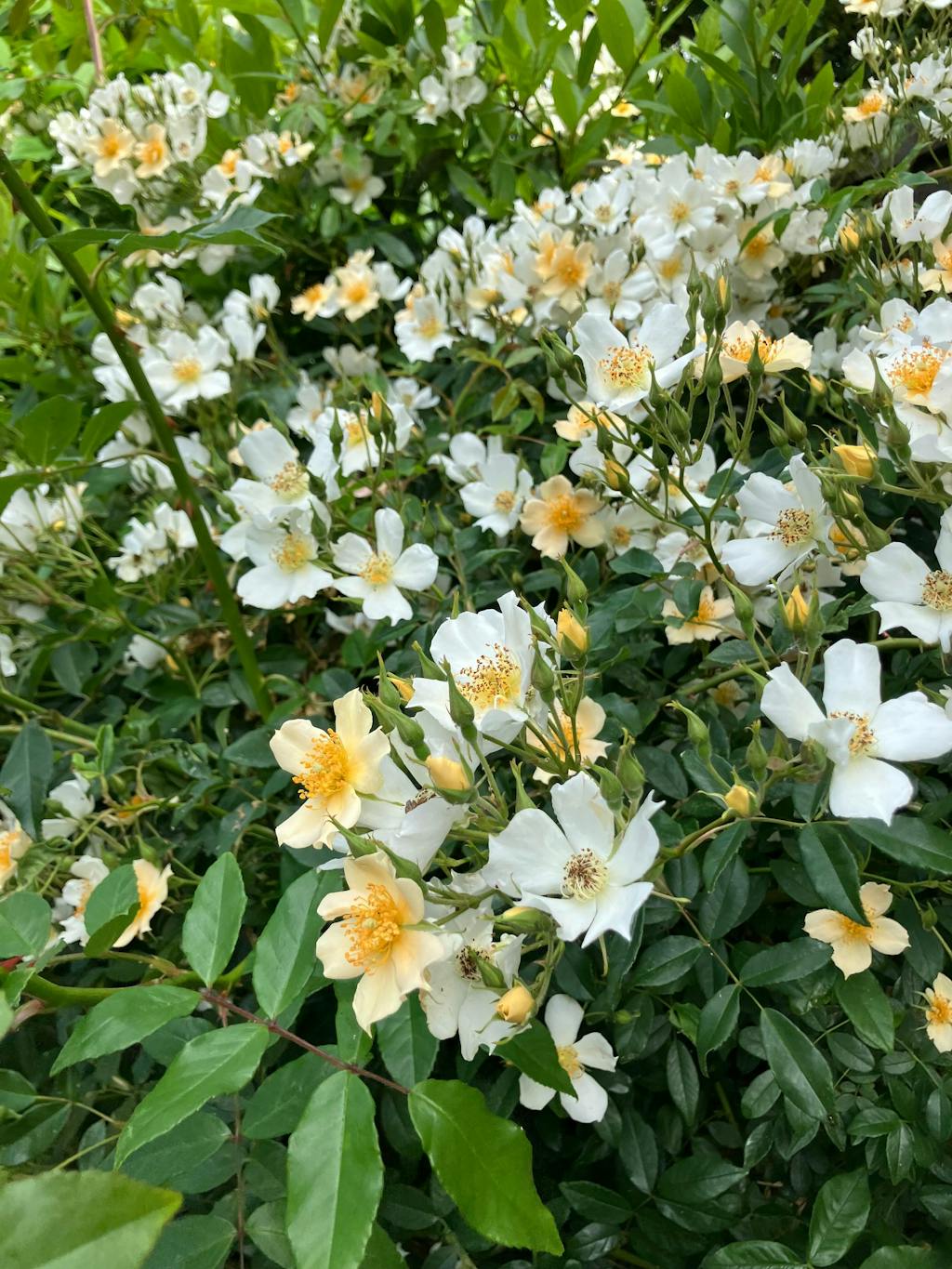 Wedding Day | Rambling Rose | David Austin Roses
