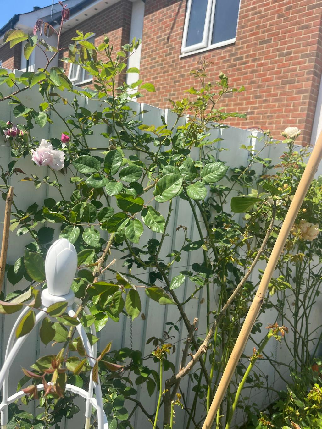 Spirit of Freedom (Ausbite) | English Shrub Rose | David Austin Roses