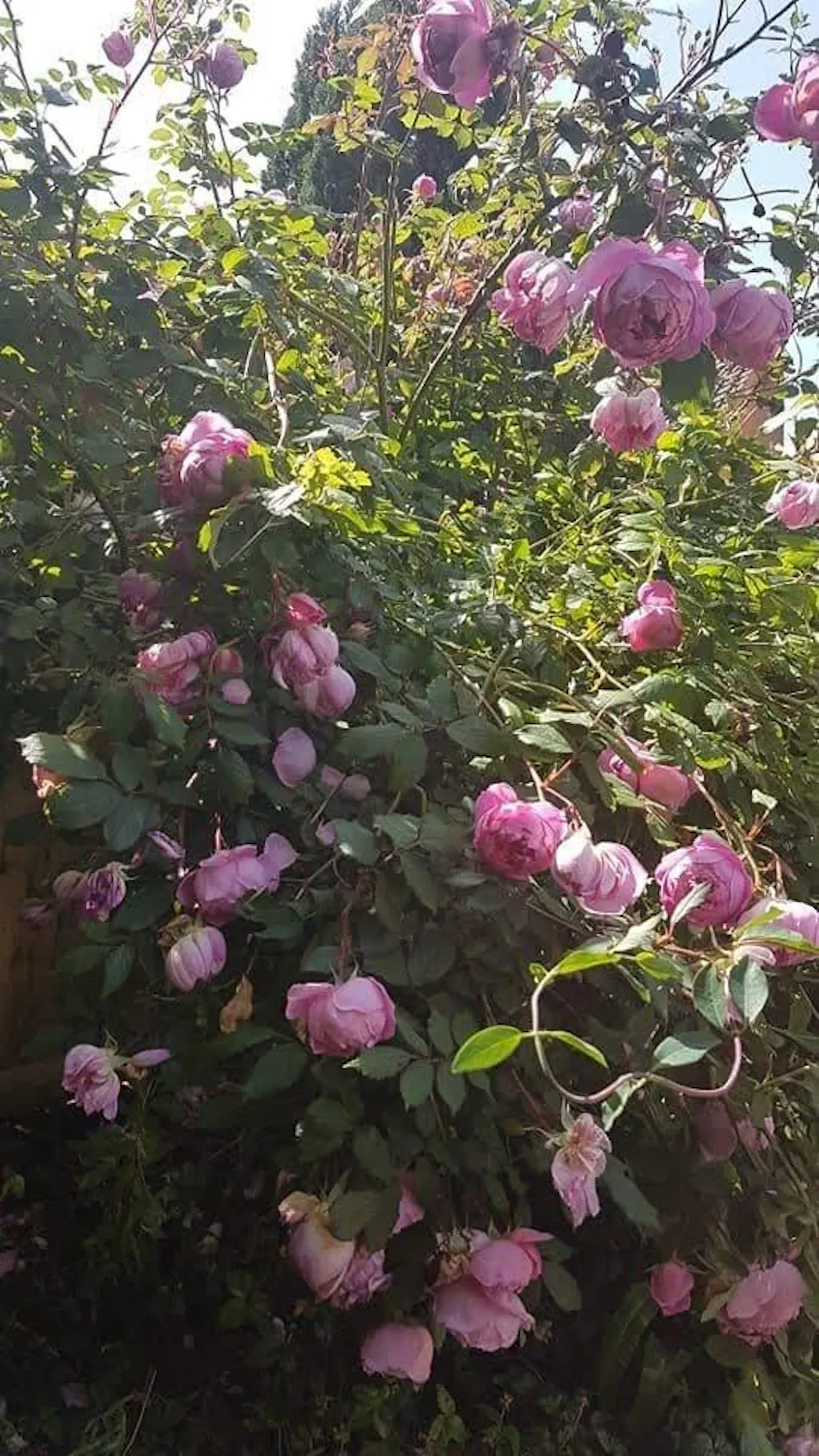 Alan Titchmarsh (Ausjive) | English Shrub Rose | David Austin Roses