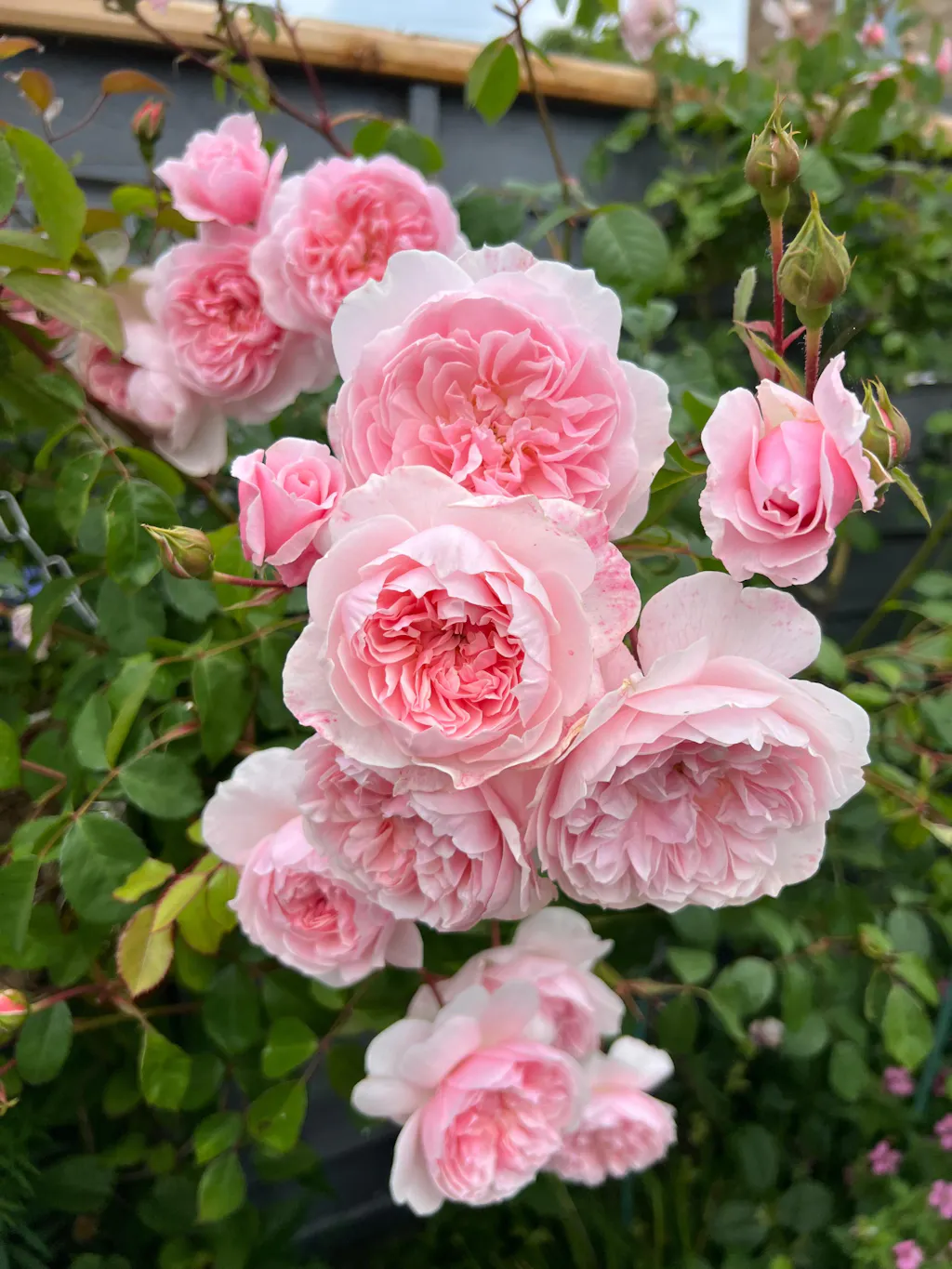 Wisley 2008 (Ausbreeze) | English Shrub Rose | David Austin Roses
