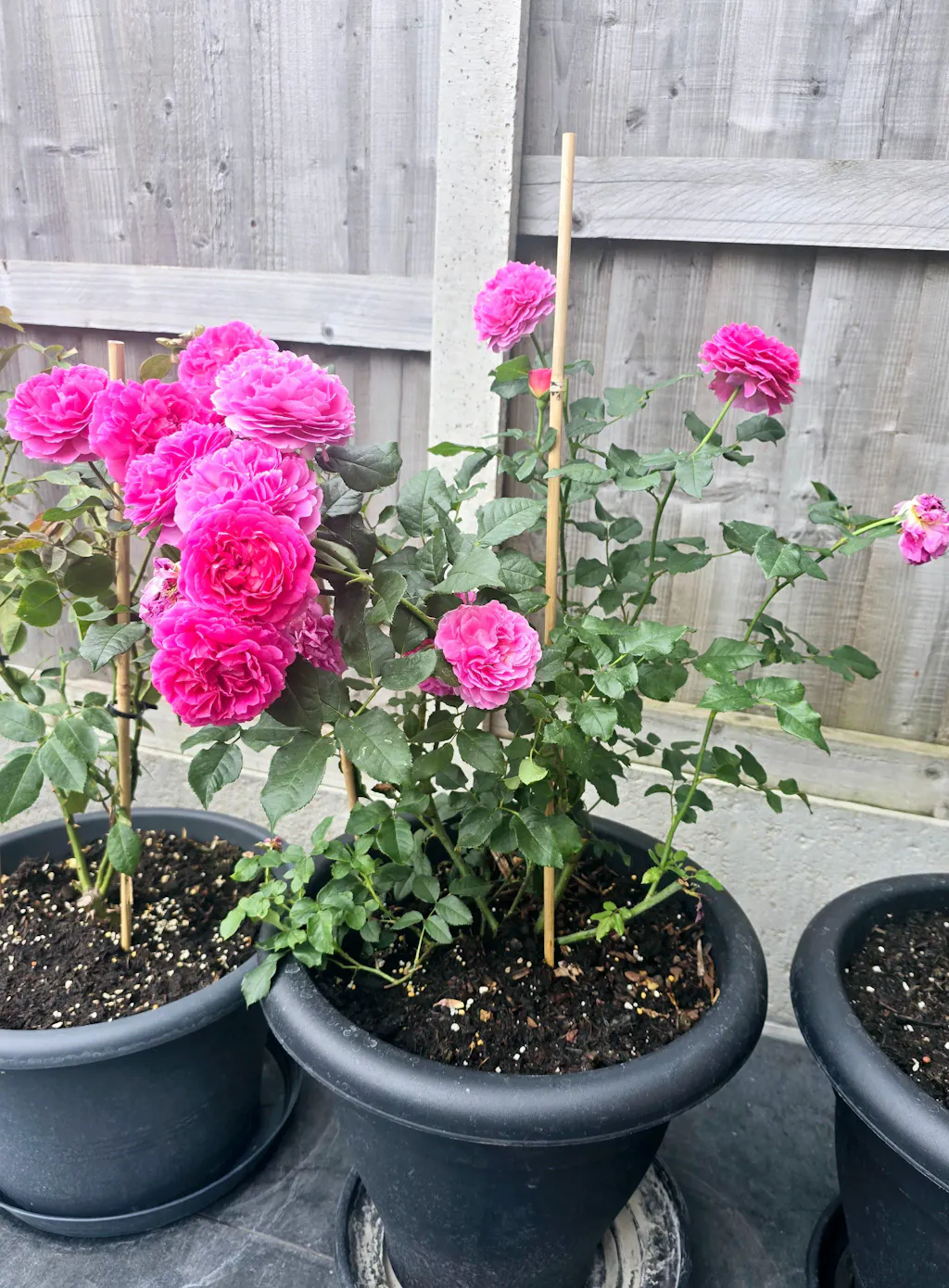 Gabriel Oak (Auscrowd) | English Shrub Rose | David Austin Roses
