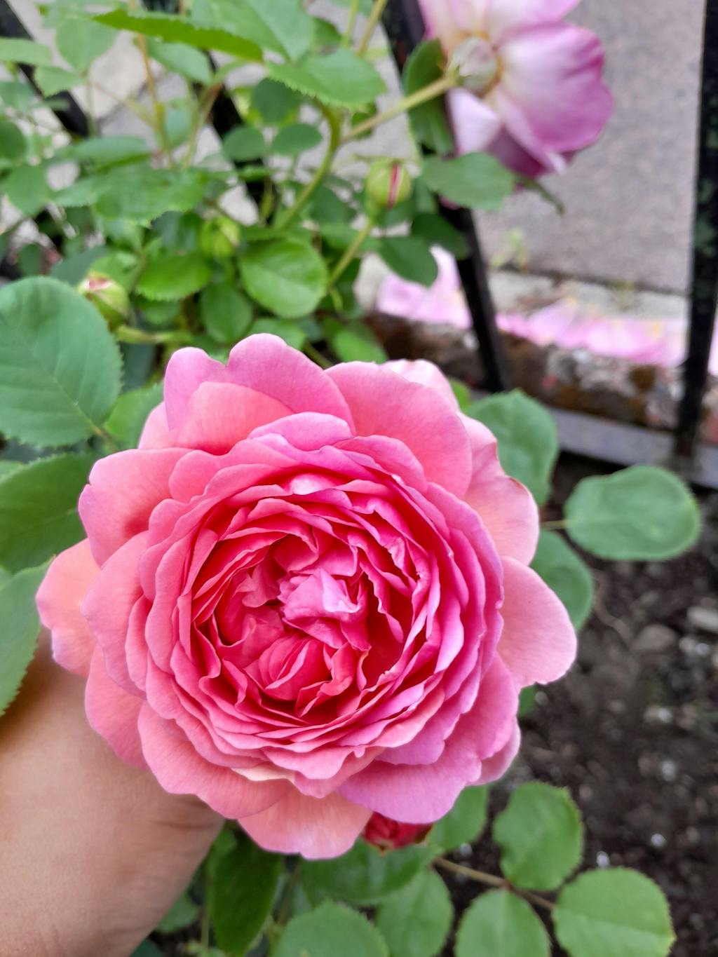 Princess Alexandra of Kent | English Shrub Rose | David Austin Roses