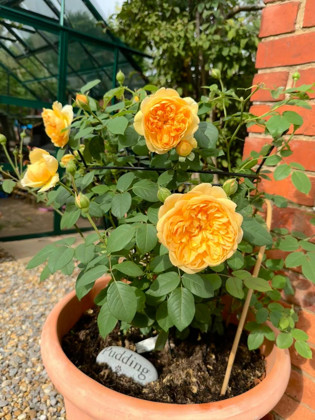 Bring Me Sunshine (Ausernie) | English Shrub Rose | David Austin Roses