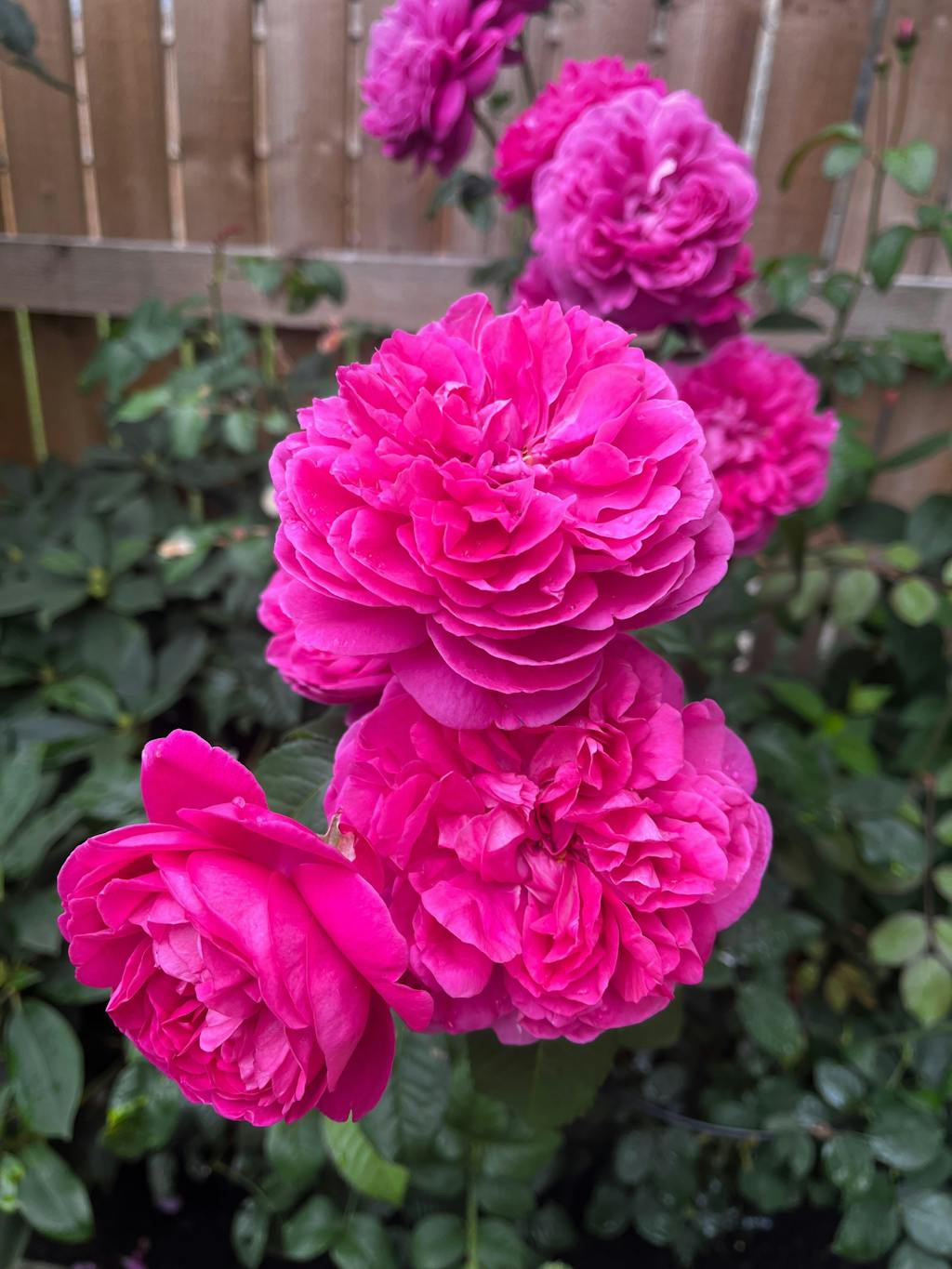 James L. Austin (Auspike) | English Shrub Rose | David Austin Roses