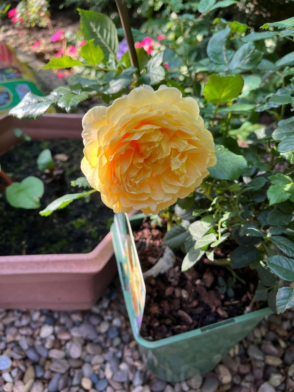 The Generous Gardener | English Climbing Rose | David Austin Roses