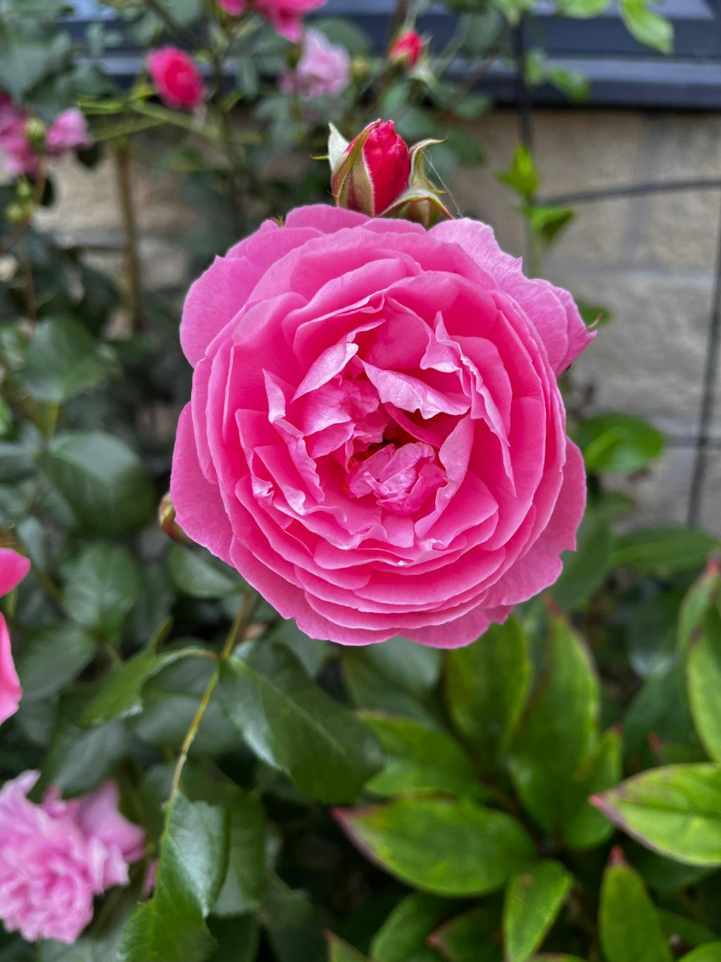 Penelope Lively (Ausb18a15) | English Shrub Rose | David Austin Roses