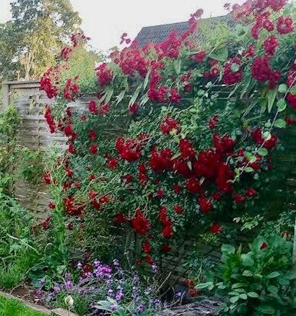 Rambling Rosie (Horjasper) | Rambling Rose | David Austin Roses