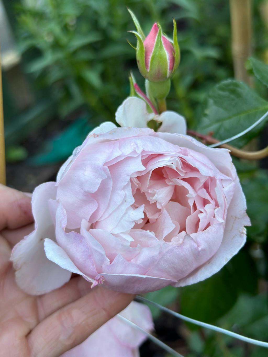 The Generous Gardener | English Climbing Rose | David Austin Roses