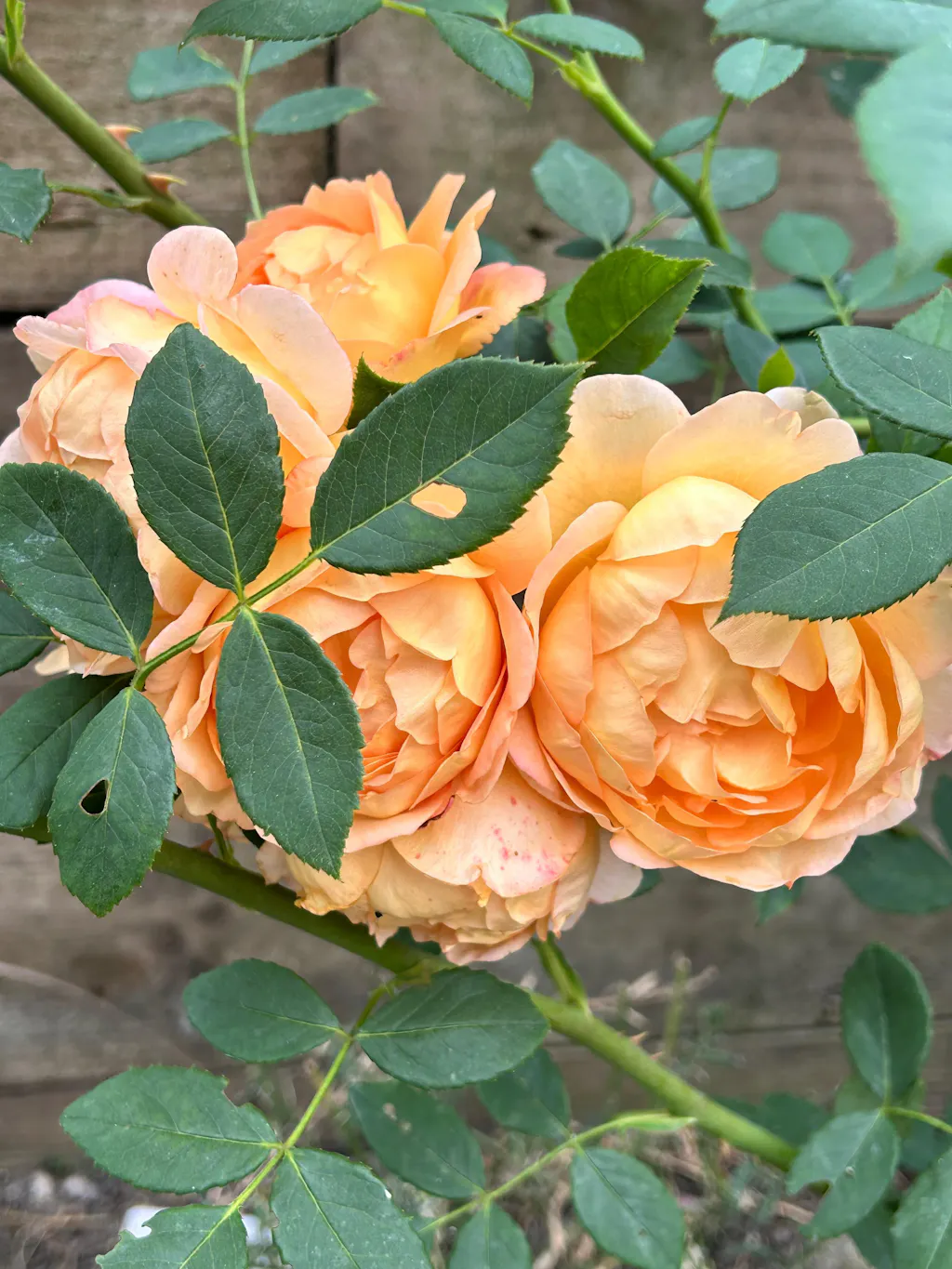 Lady of Shalott (Ausnyson) | English Shrub Rose | David Austin Roses