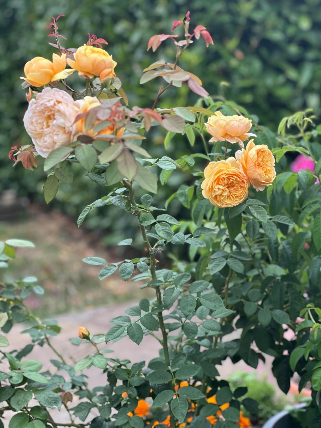 Bring Me Sunshine (Ausernie) | English Climbing Rose | David Austin Roses