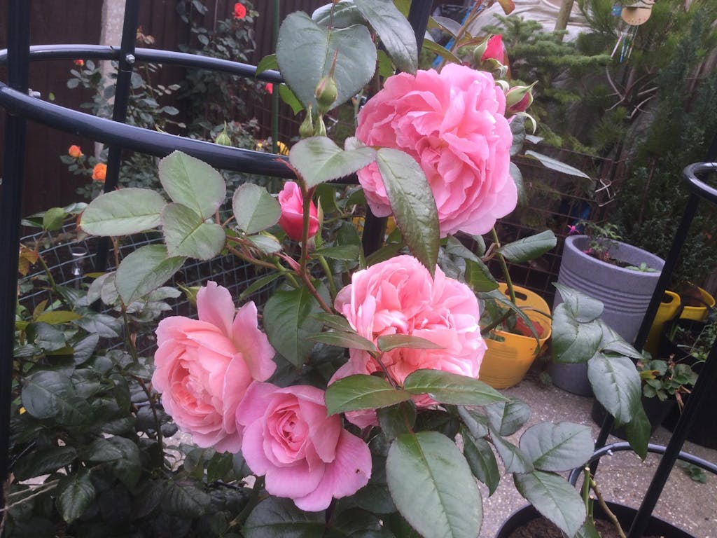 Strawberry Hill (Ausrimini) | English Climbing Rose | David Austin Roses