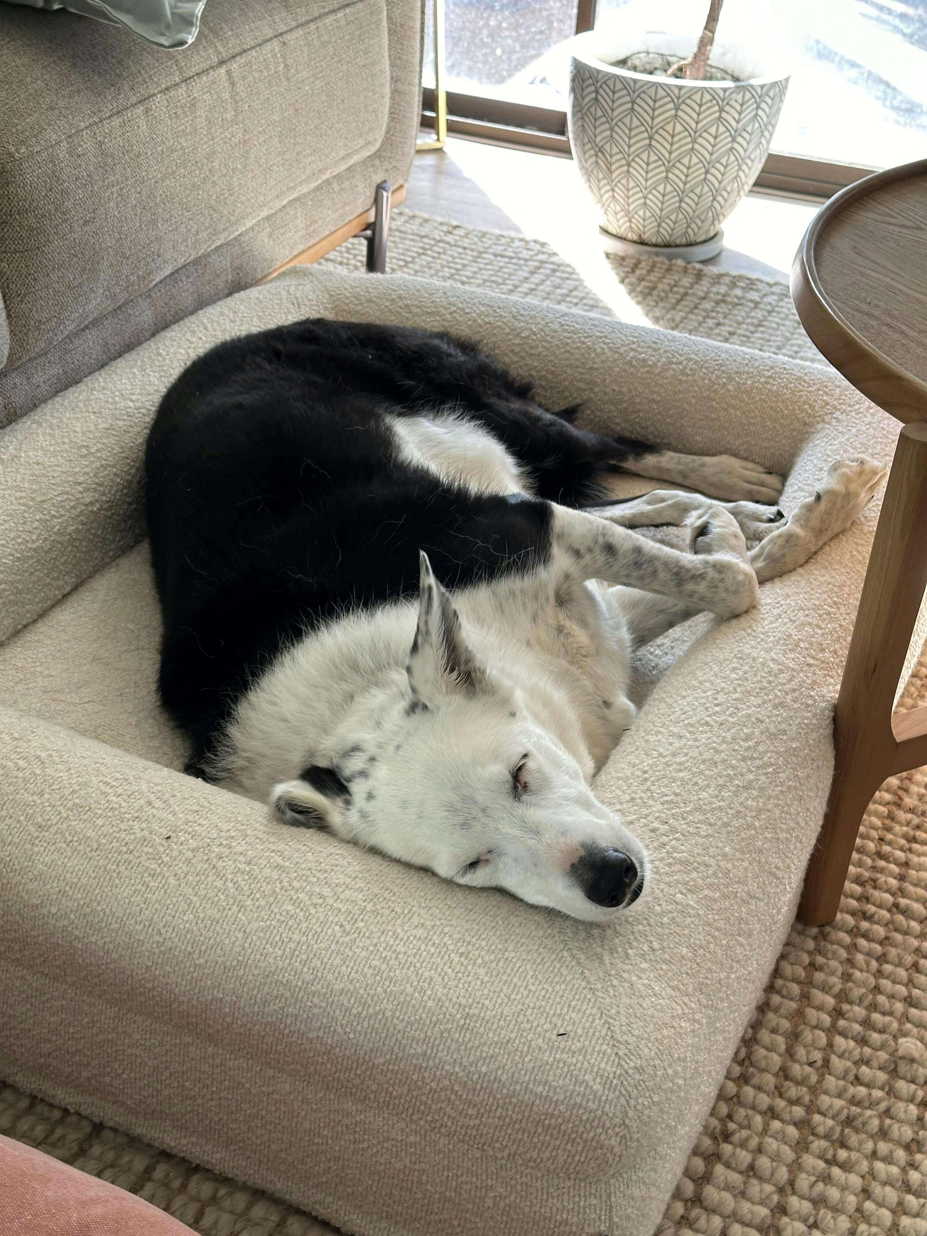 Memory Foam Dog Bed - Polar Fleece Olive – Dazy Dog