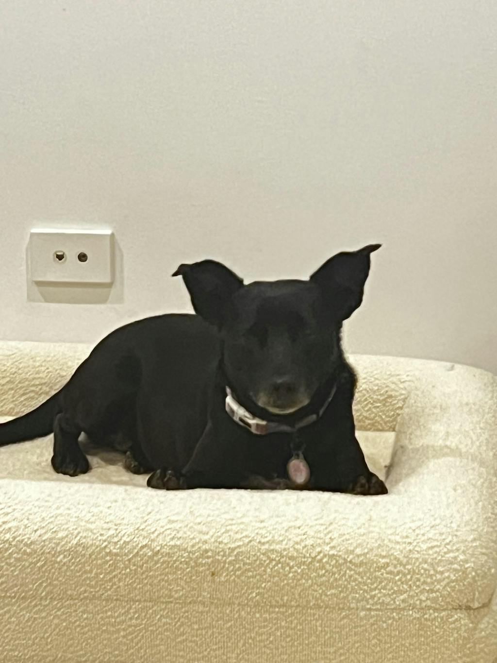 Memory Foam Dog Bed - Polar Fleece Olive – Dazy Dog