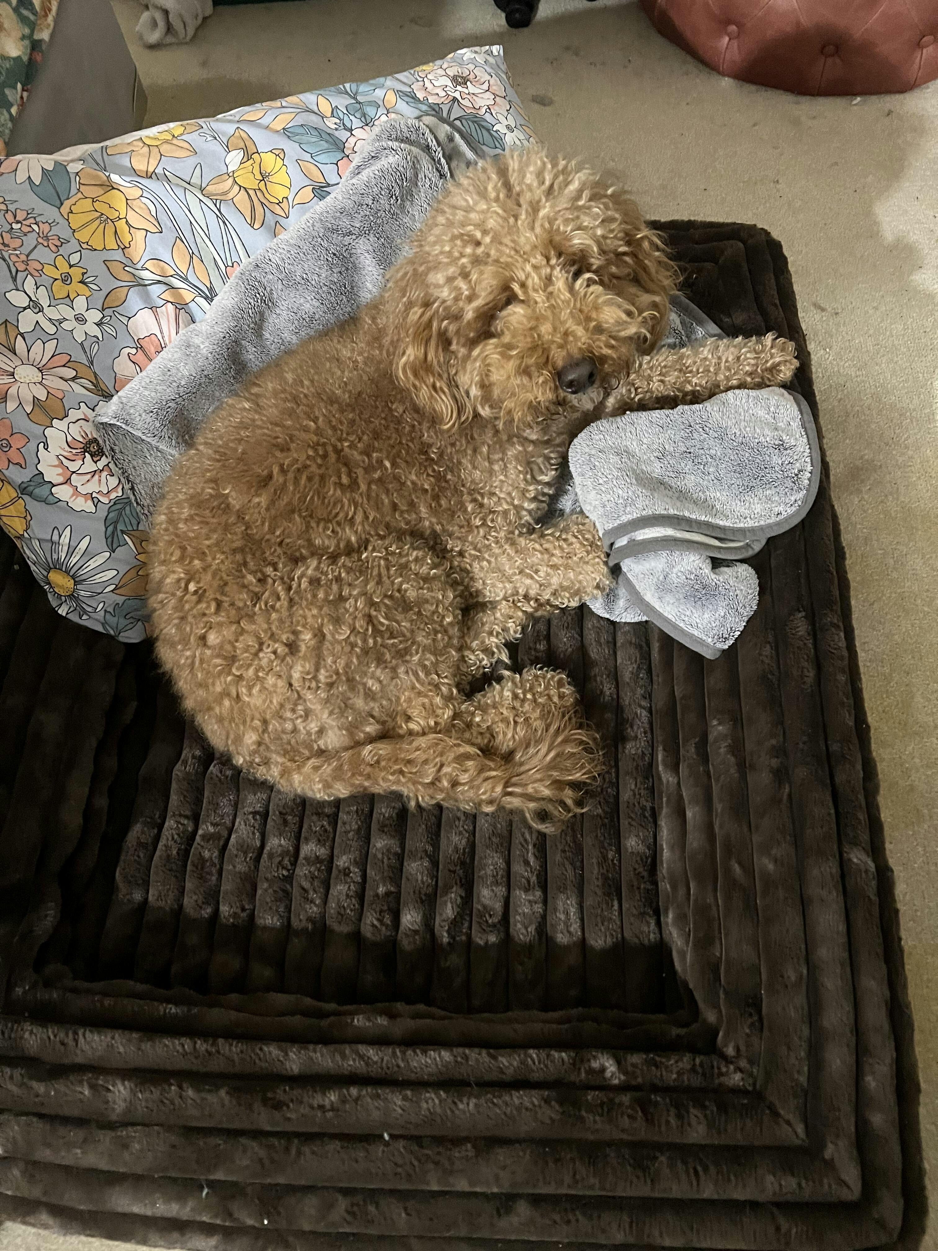 Cover - Puffer Nutmeg – Dazy Dog