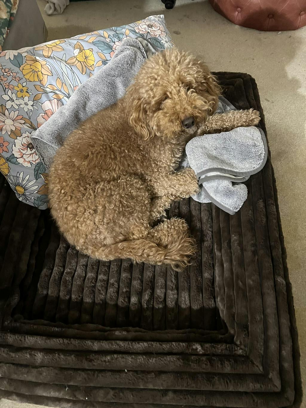 Cover - Puffer Bone – Dazy Dog