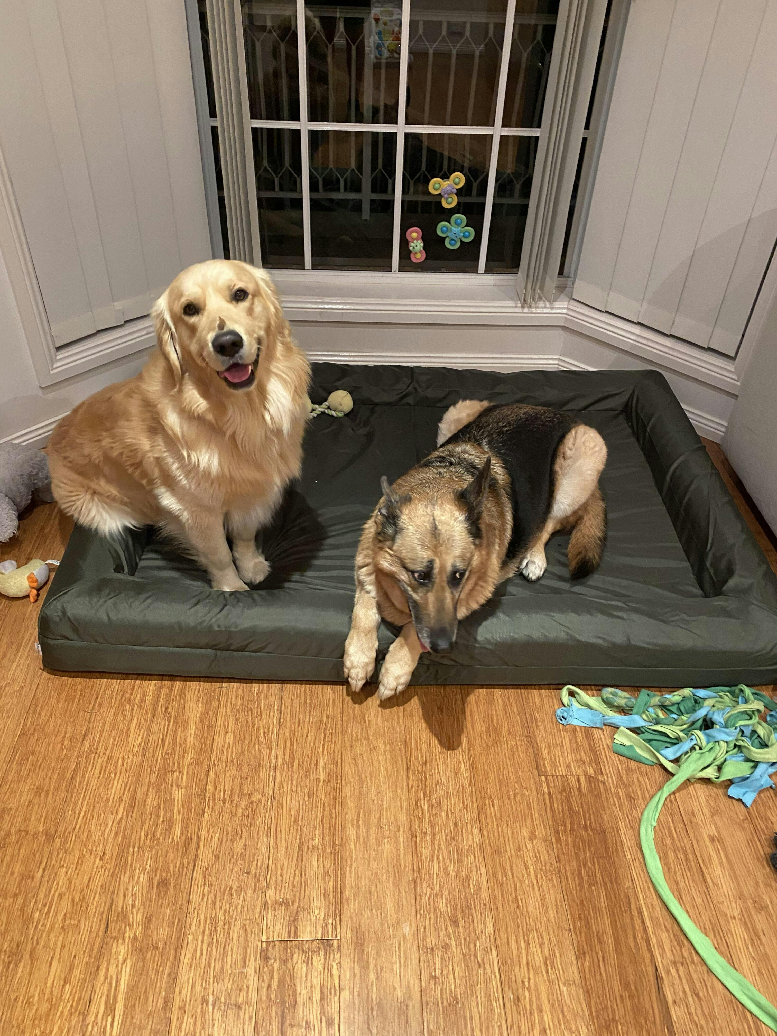 Medium Bed with Extra Cover Bundle – Dazy Dog