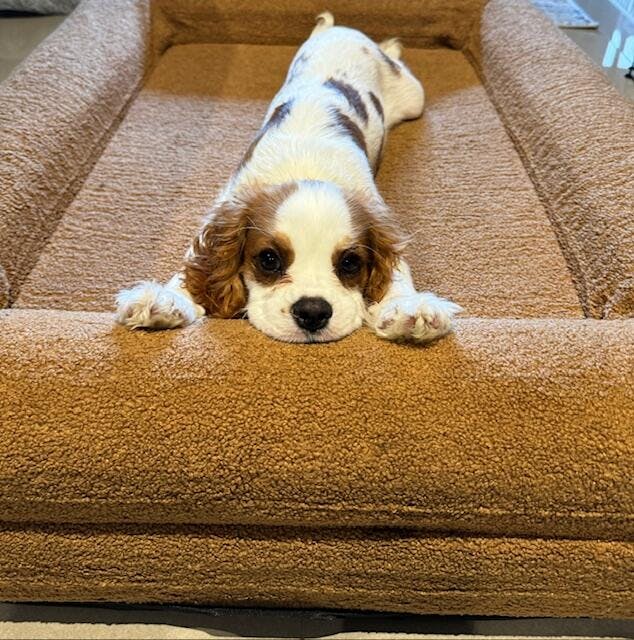 Medium Bed with Extra Cover Bundle – Dazy Dog